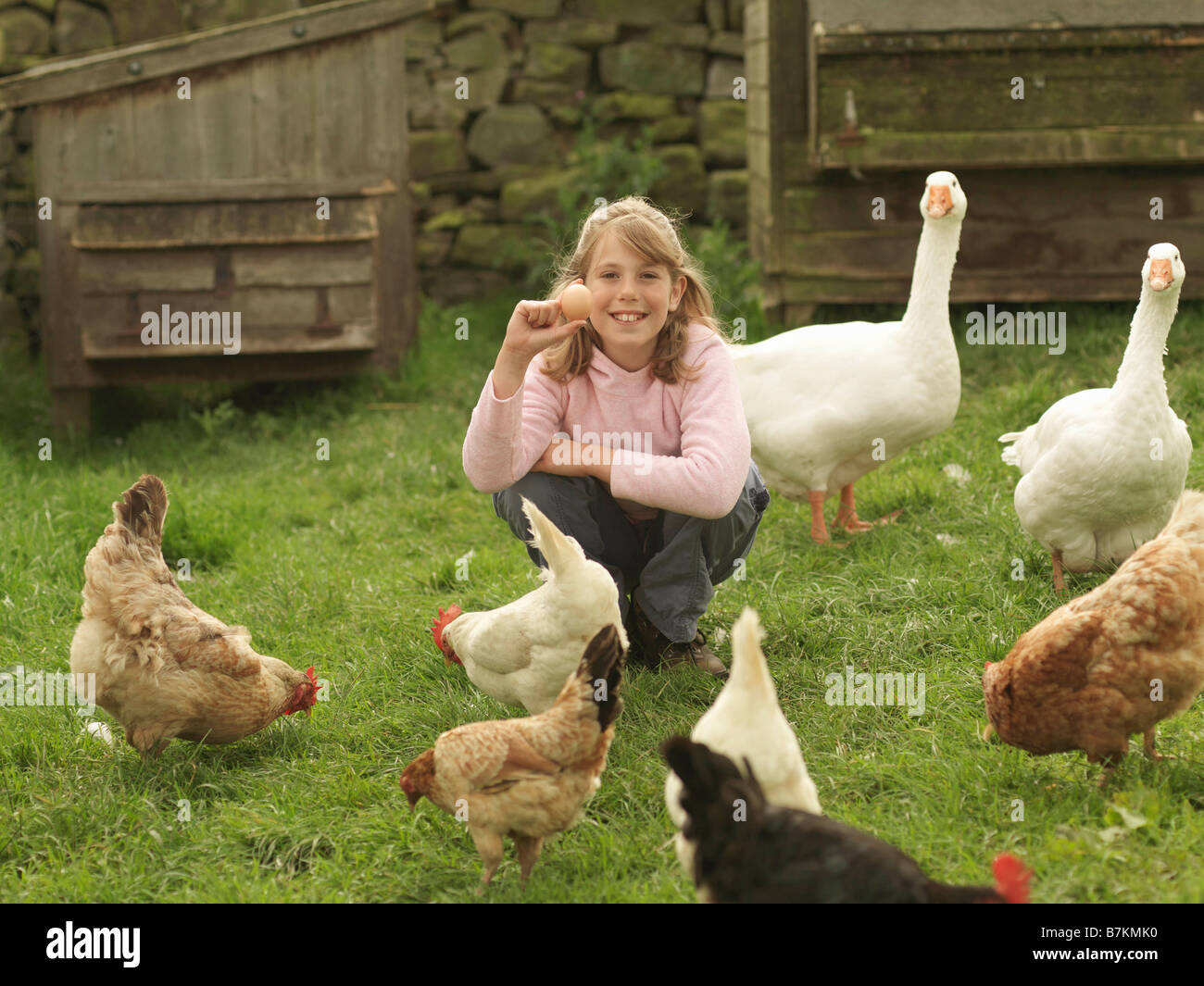 Farm Goose High Resolution Stock Photography and Images - Alamy