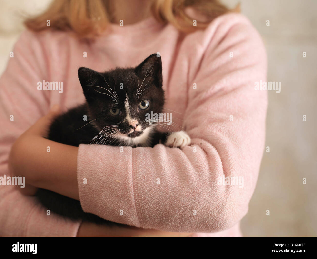 Image kitten hi-res stock photography and images - Alamy