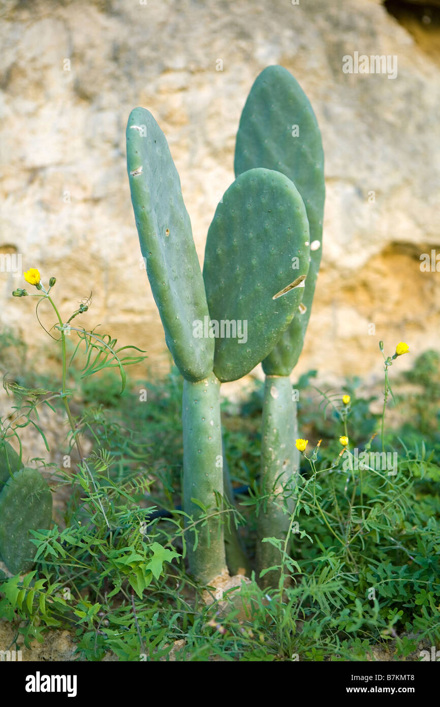 Green sharp point cactus hi-res stock photography and images - Alamy
