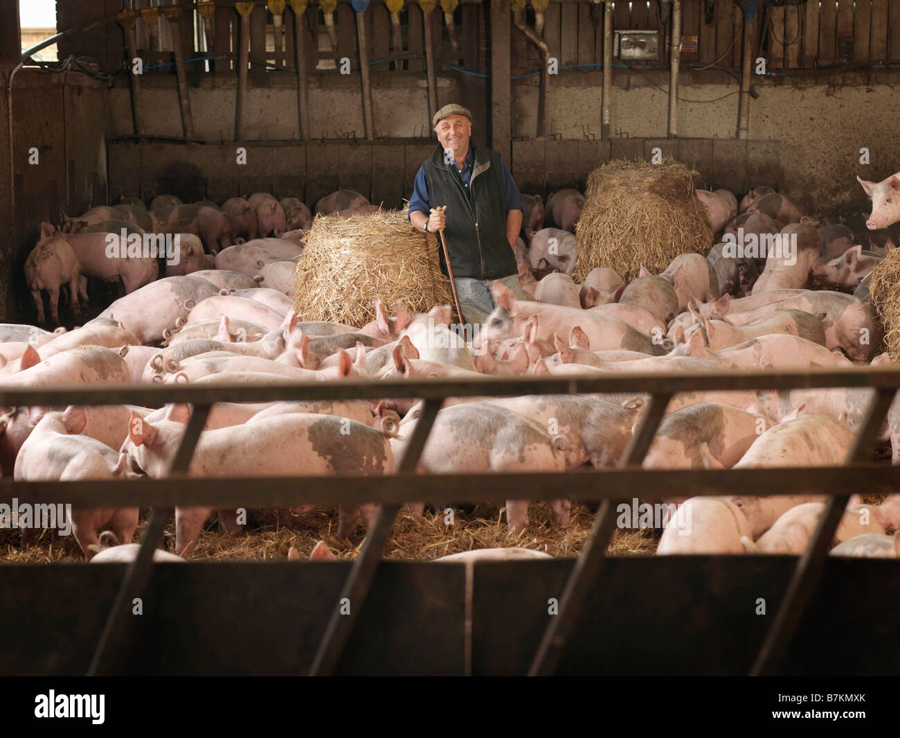 Real pigs hi-res stock photography and images - Alamy