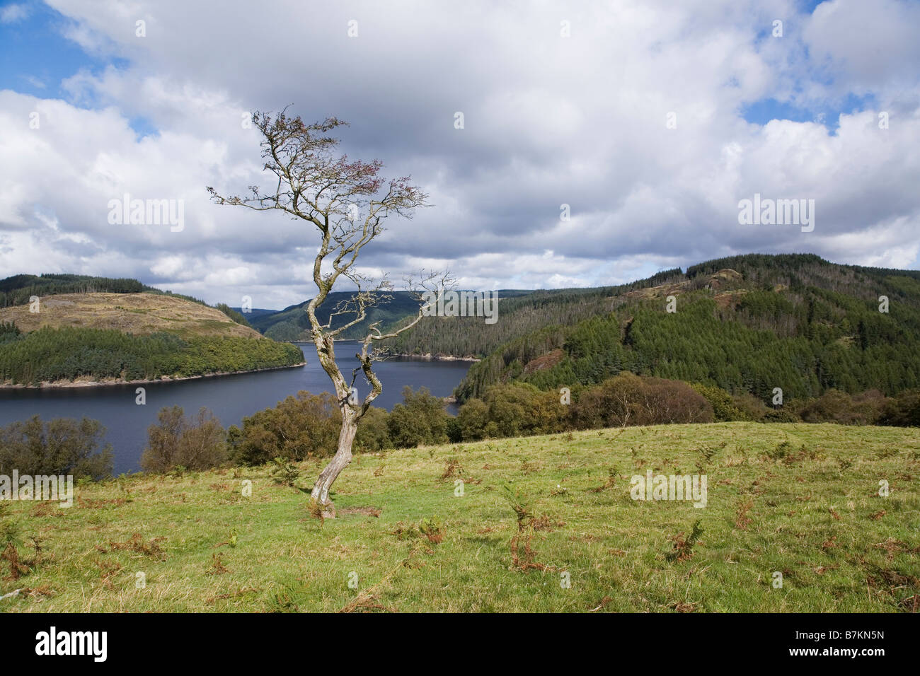 Hawthorn tree ancient tree hi-res stock photography and images - Alamy