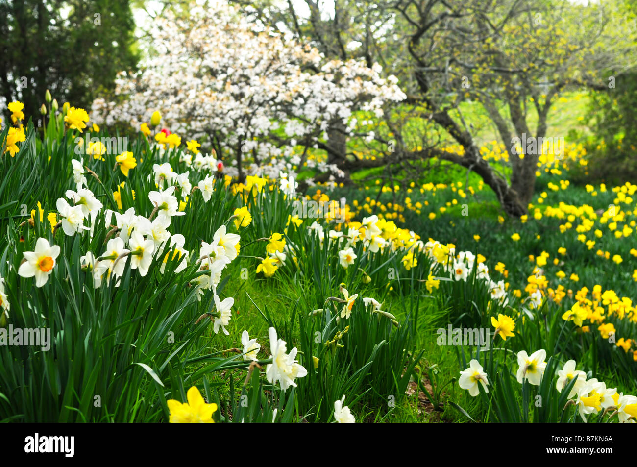 Field of blooming daffodils in spring park Stock Photo - Alamy