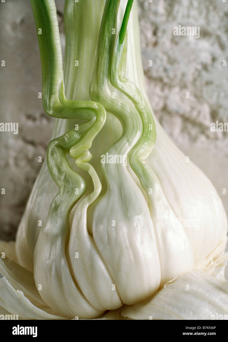 Wild Garlic Bulb Stock Photo - Alamy