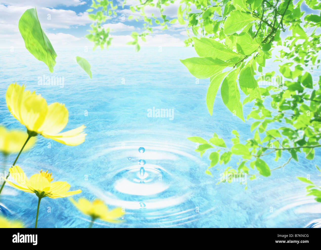 Leaves and drop of water Stock Photo - Alamy