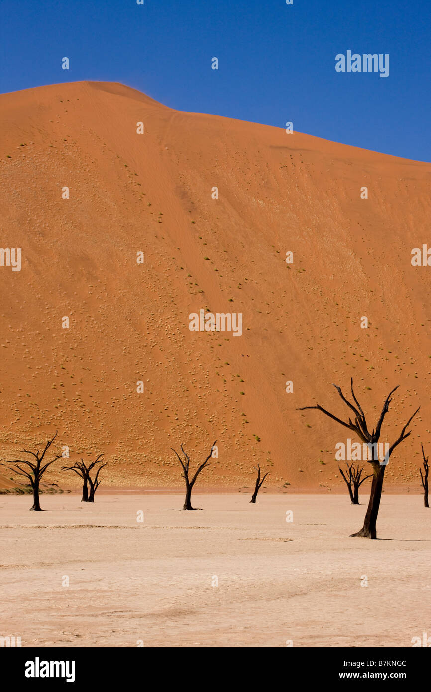 Skeleton of a dead tree hi-res stock photography and images - Alamy