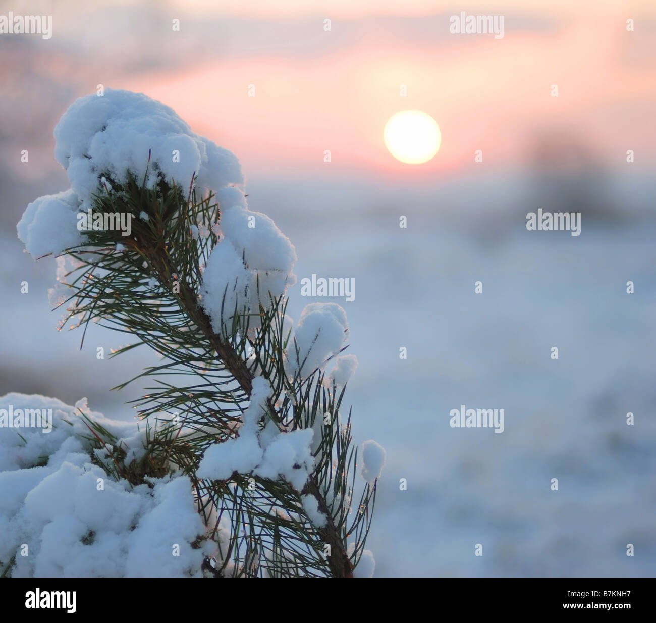 Fur tree snow serene hi-res stock photography and images - Alamy