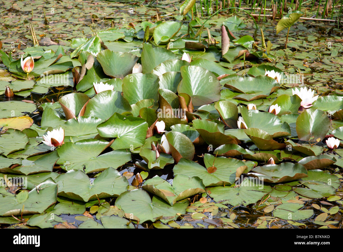 Aquatic lilies hi-res stock photography and images - Alamy