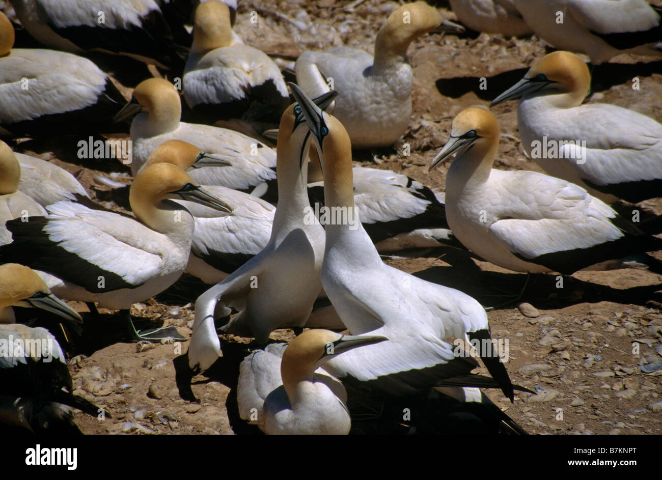 Cape Gannett colony Bird island Greeting ritual Looking up directly at ...