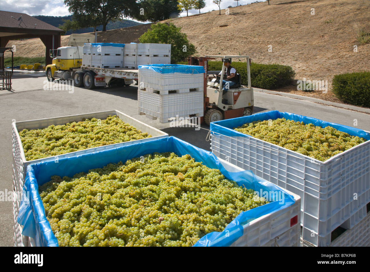 Bins of harvested CHARDONNAY grapes are delivered to JOULLIAN VINEYARDS ...
