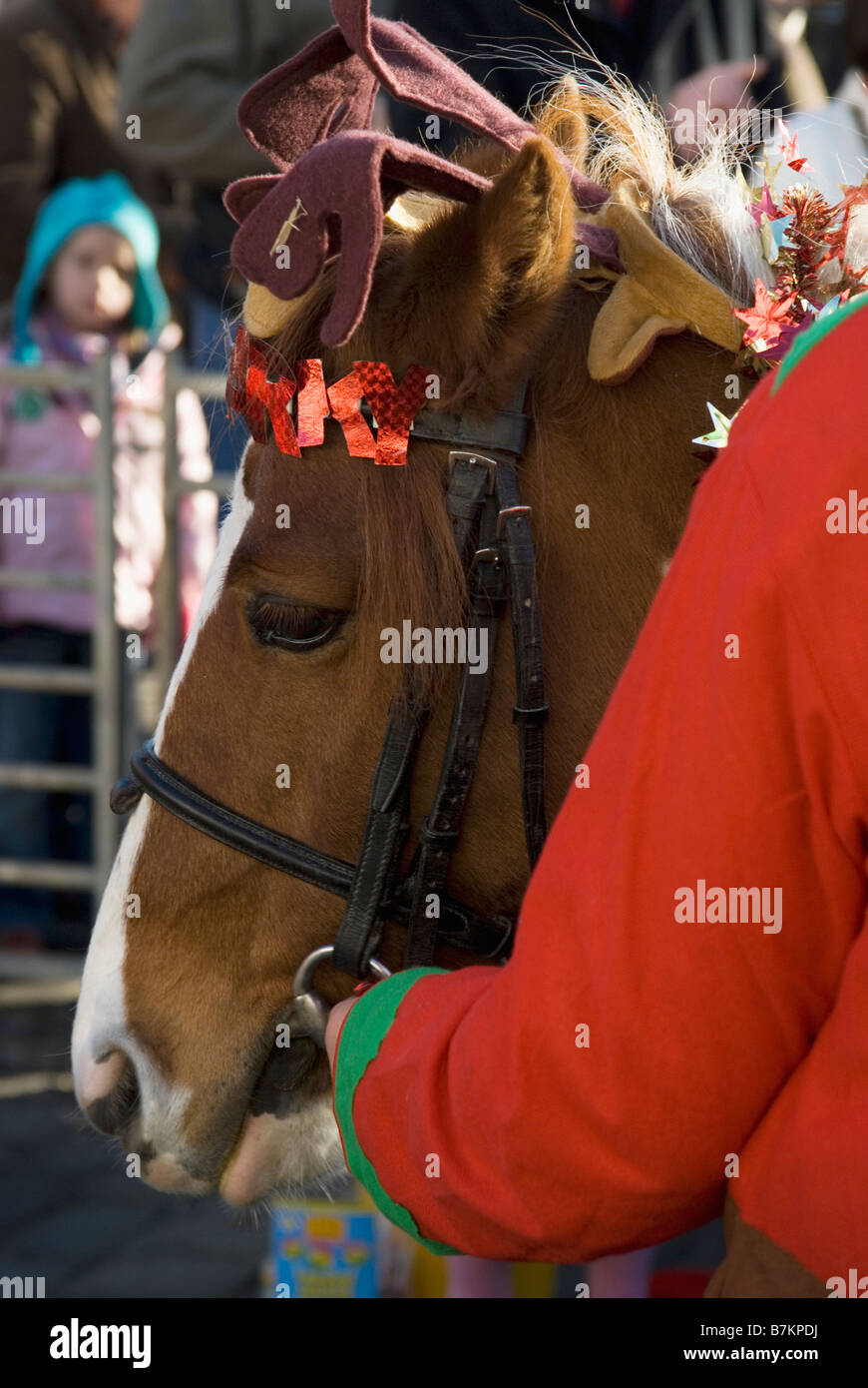 Sparkly horse hi-res stock photography and images - Alamy