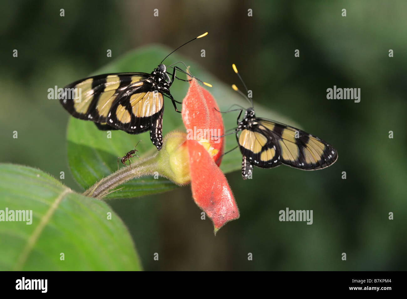 Insect insects wildlife panama hi-res stock photography and images - Alamy