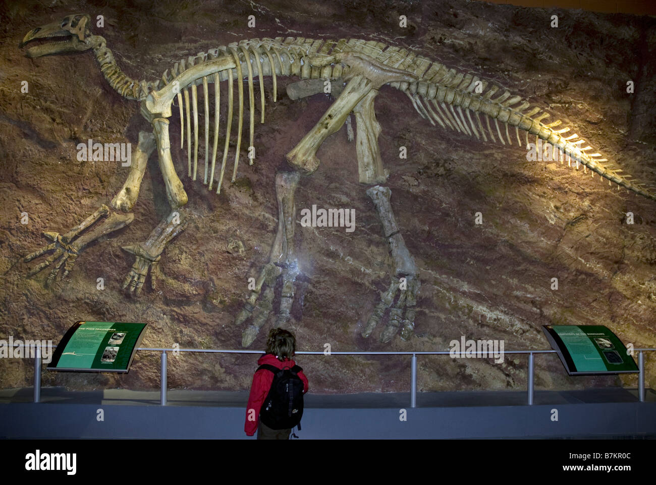 Iguanodon skeleton hi-res stock photography and images - Alamy