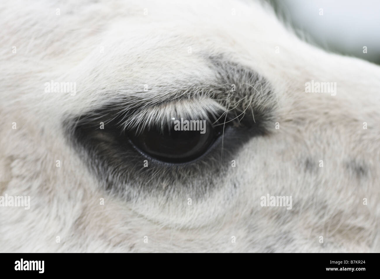 the eye of a llama Stock Photo - Alamy