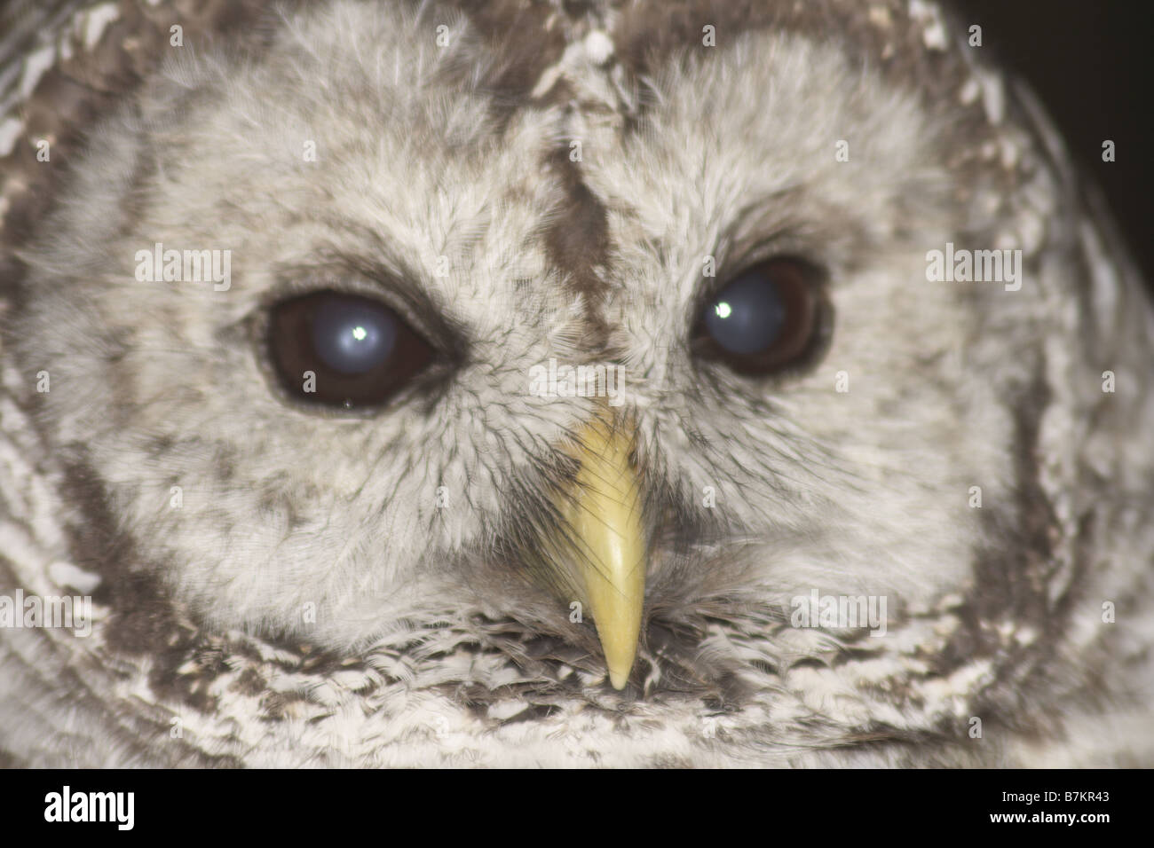 Barred owl hi-res stock photography and images - Alamy