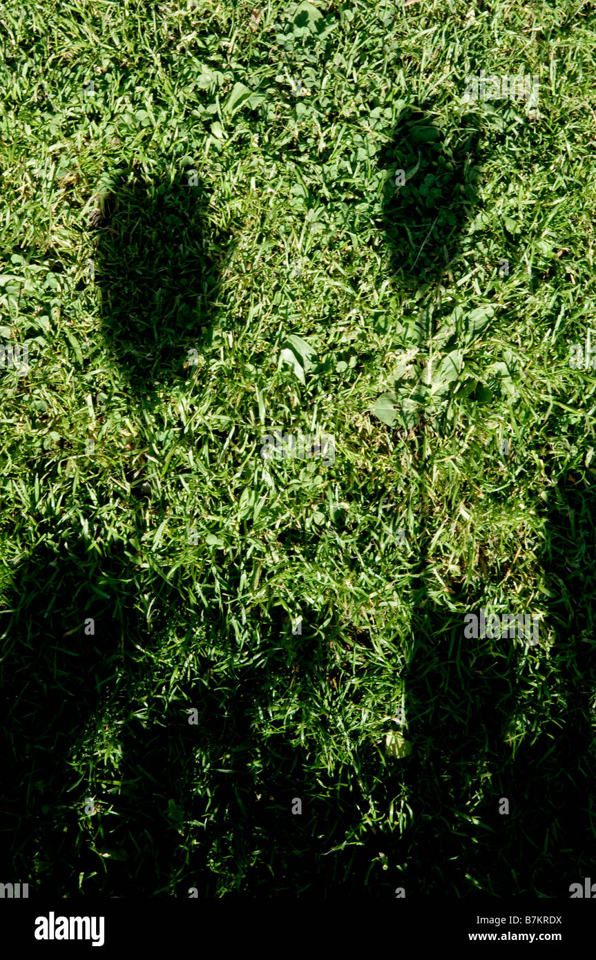Shadow of tulips on lawn Stock Photo - Alamy