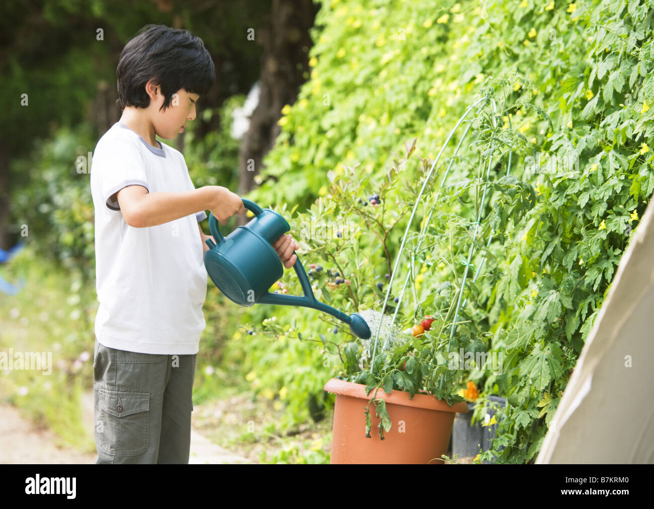 Elementary school boy watering Stock Photo - Alamy