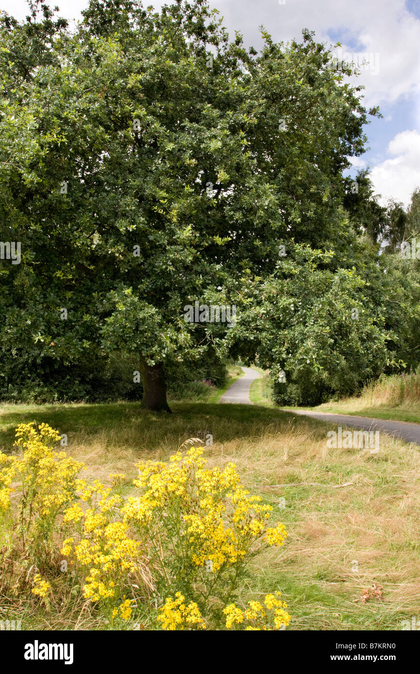 tree along side of tarmac path in a park Stock Photo - Alamy