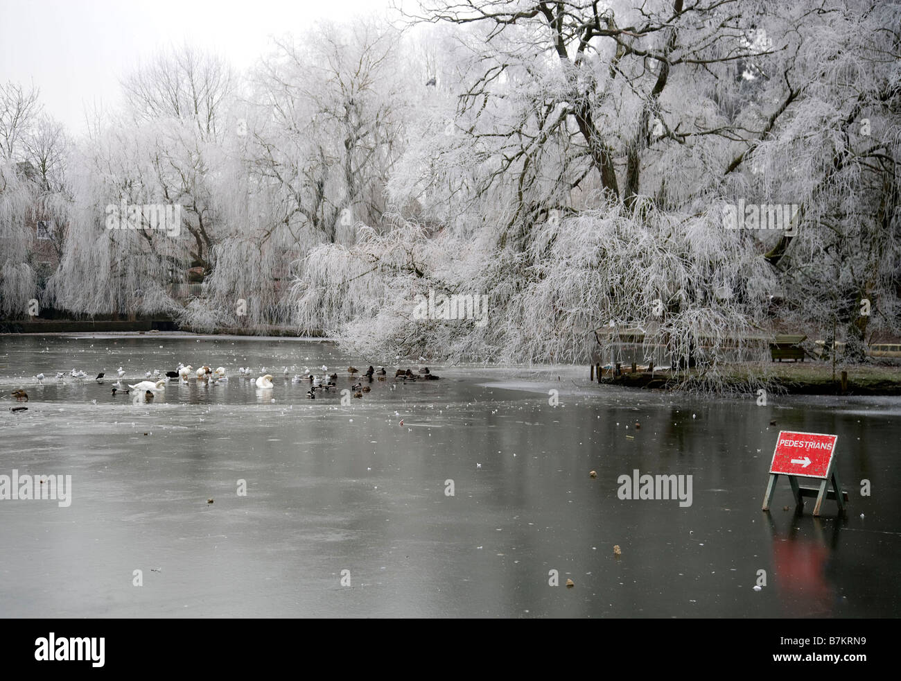 A Pond Covered in Ice With a Humourous Sign Stock Photo - Alamy