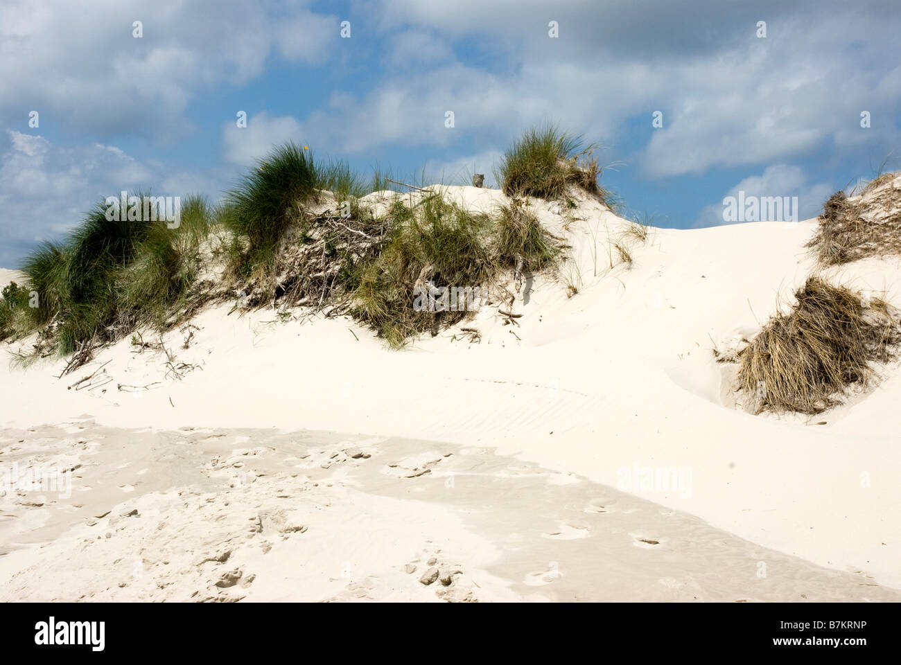 Germany, Amrum, Sand dune with marram grass Stock Photo - Alamy