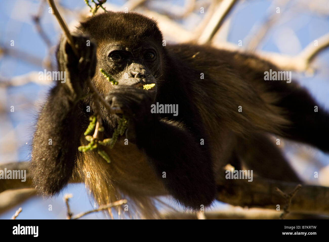 Golden-mantled Howler Monkey (Alouatta palliata palliata) eating on a ...