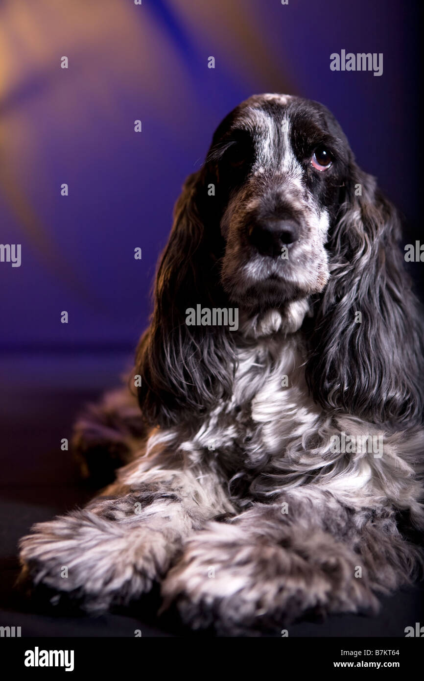 Blue roan cocker spaniel hi-res stock photography and images - Alamy