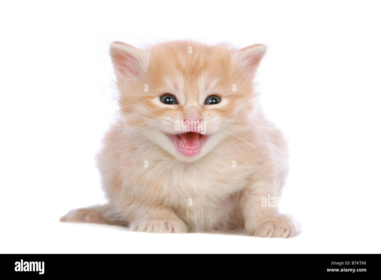 Meowing hi-res stock photography and images - Alamy
