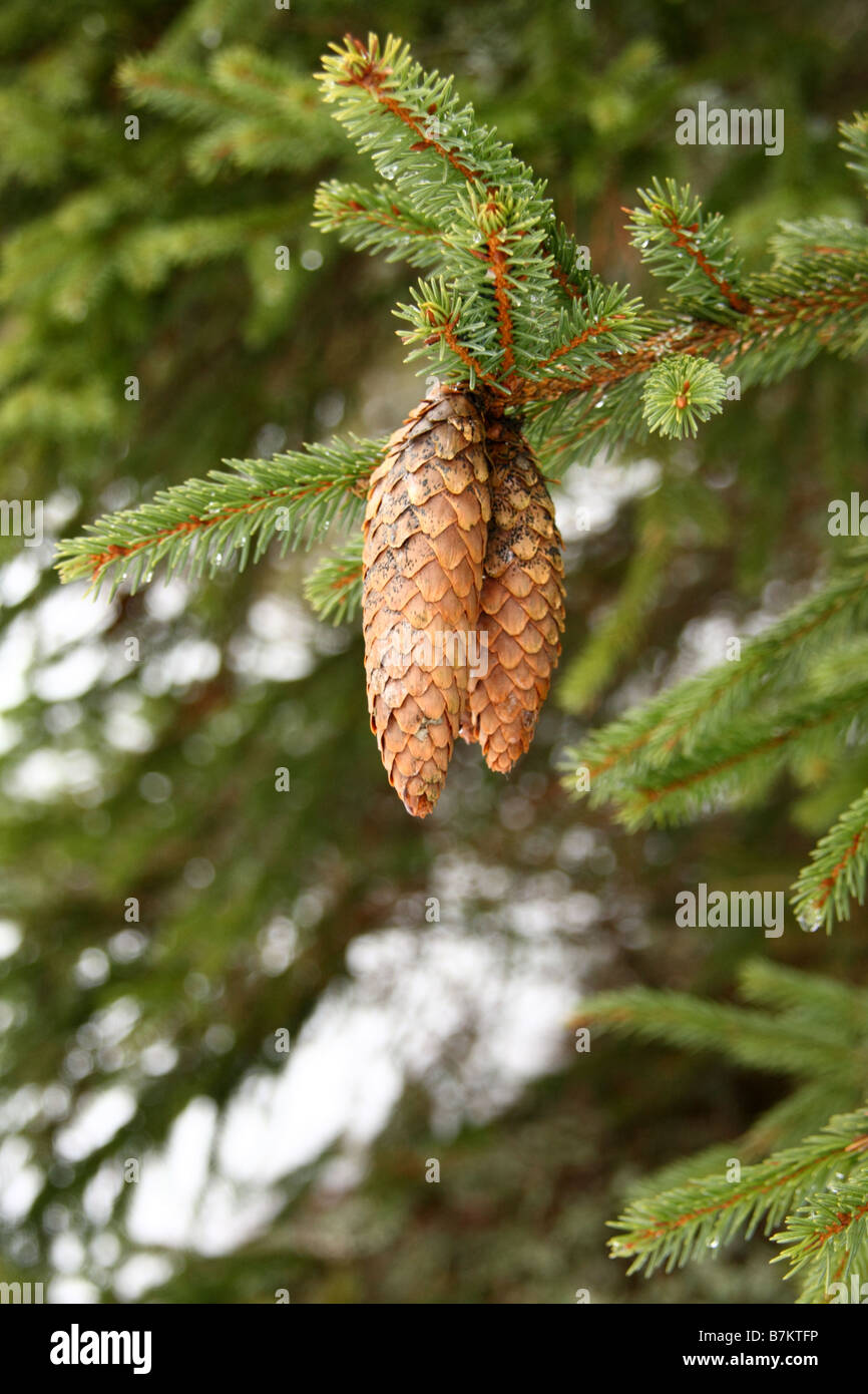 Fir tree branch with two fir cones Stock Photo - Alamy