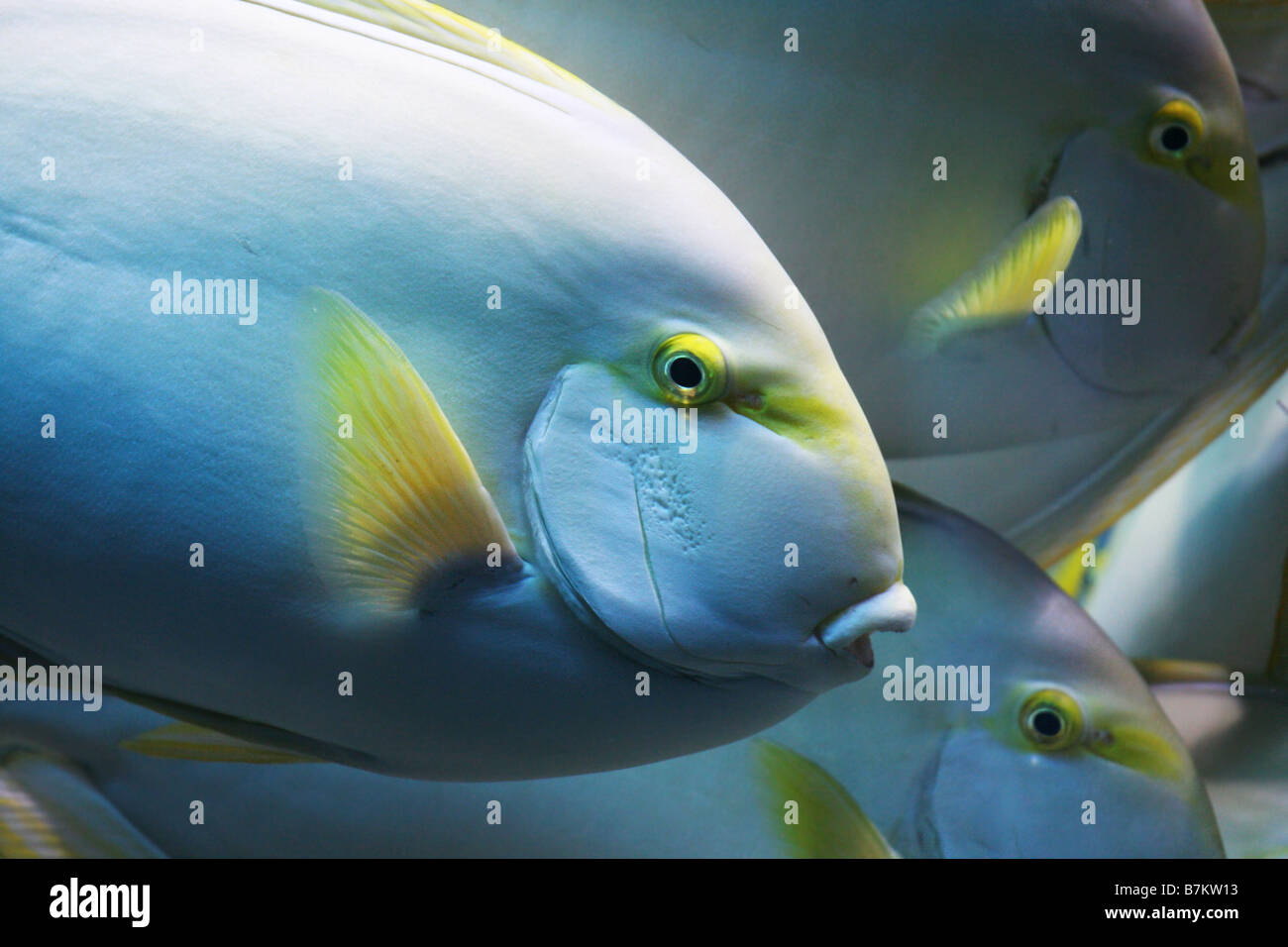 fish under water Stock Photo - Alamy