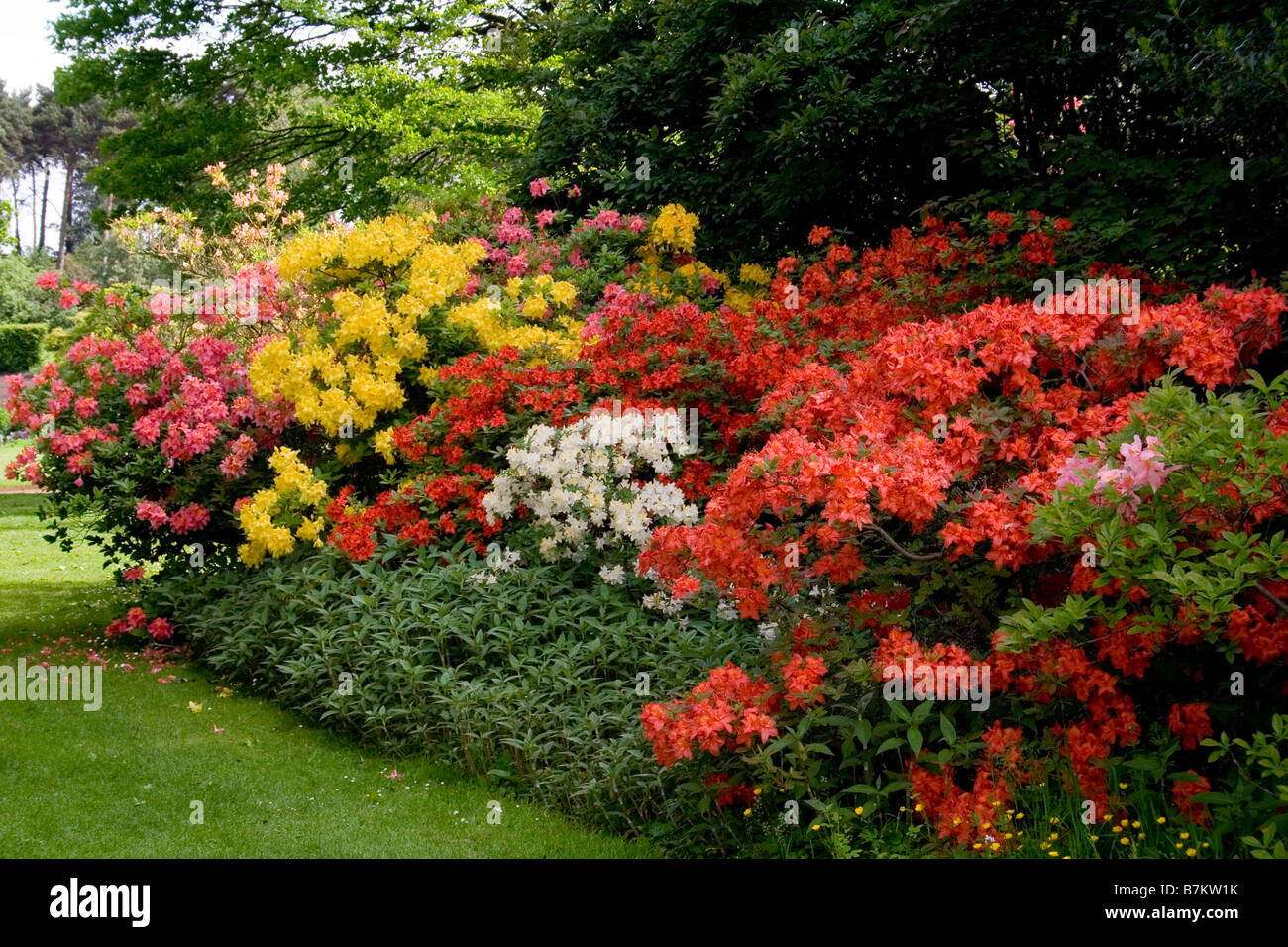 Azalea Border High Resolution Stock Photography and Images - Alamy