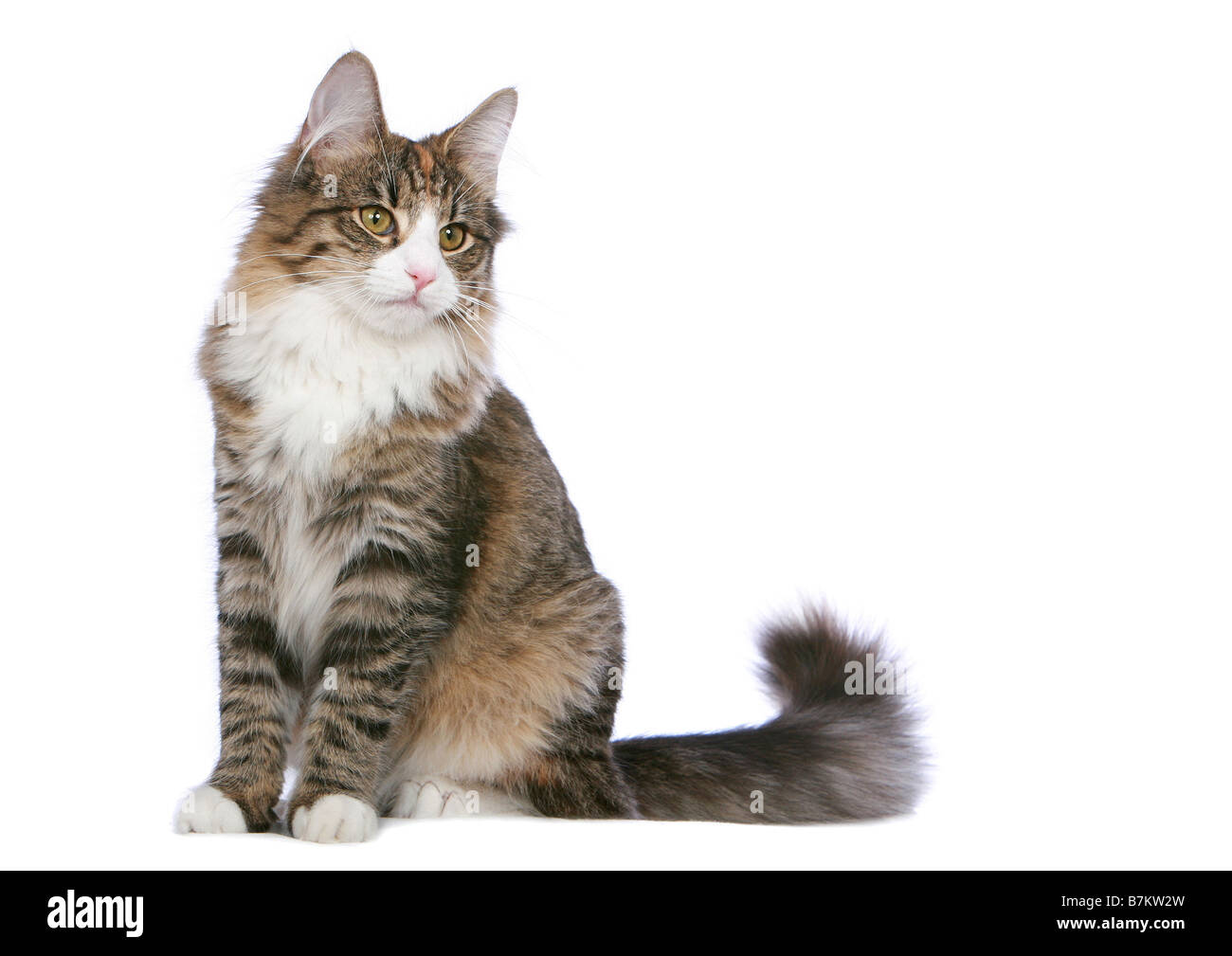 Cat with white chest Cut Out Stock Images & Pictures - Alamy