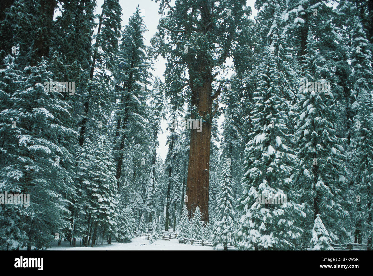 General Sherman Tree Snow High Resolution Stock Photography and Images ...
