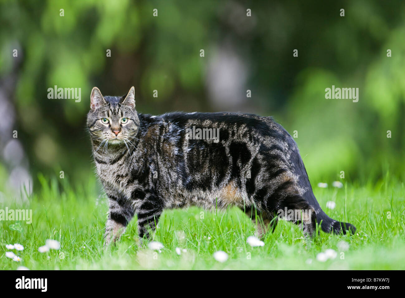 Cat in meadow Stock Photo - Alamy