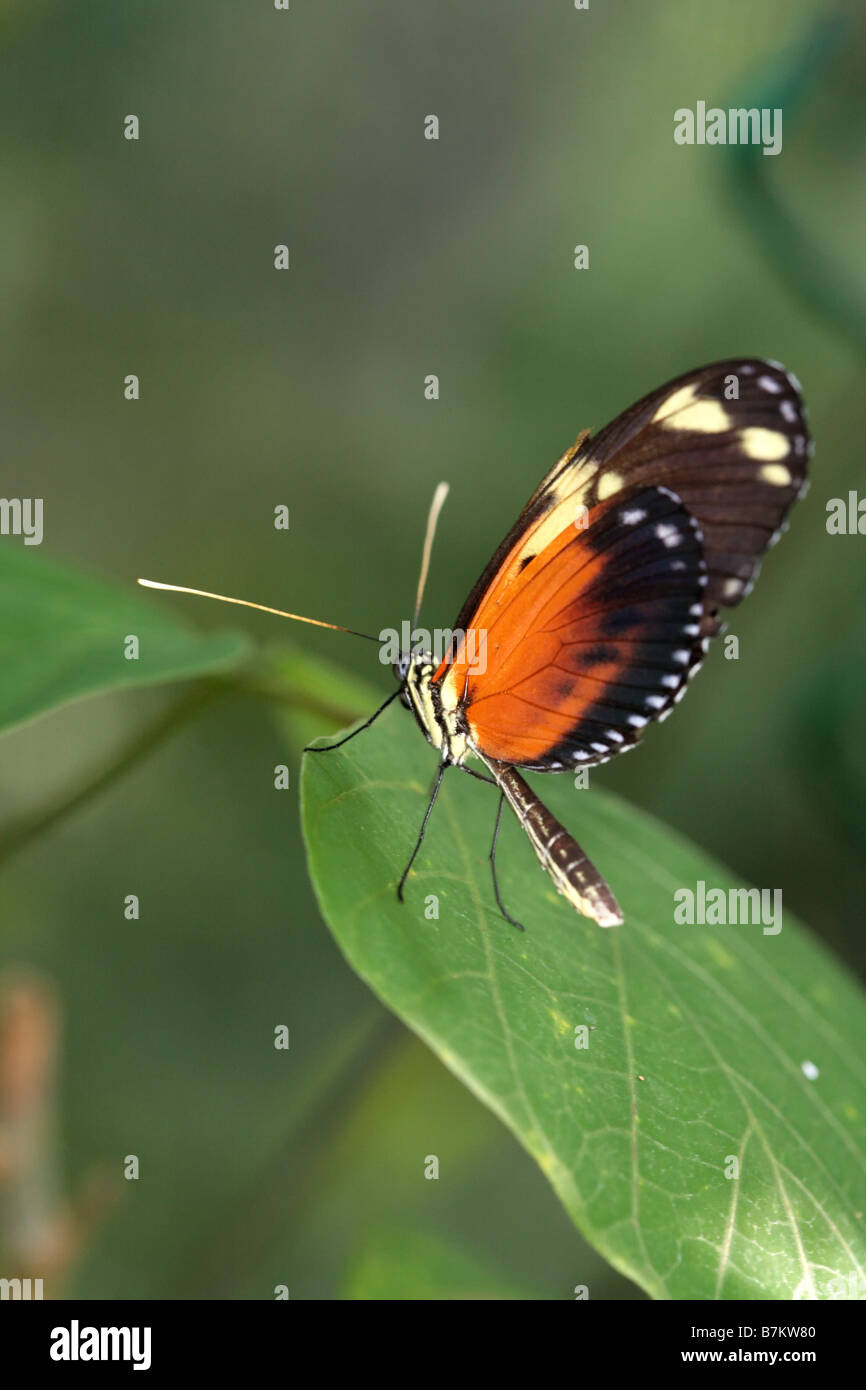 Butterflies Of The Tropical Forest High Resolution Stock Photography ...