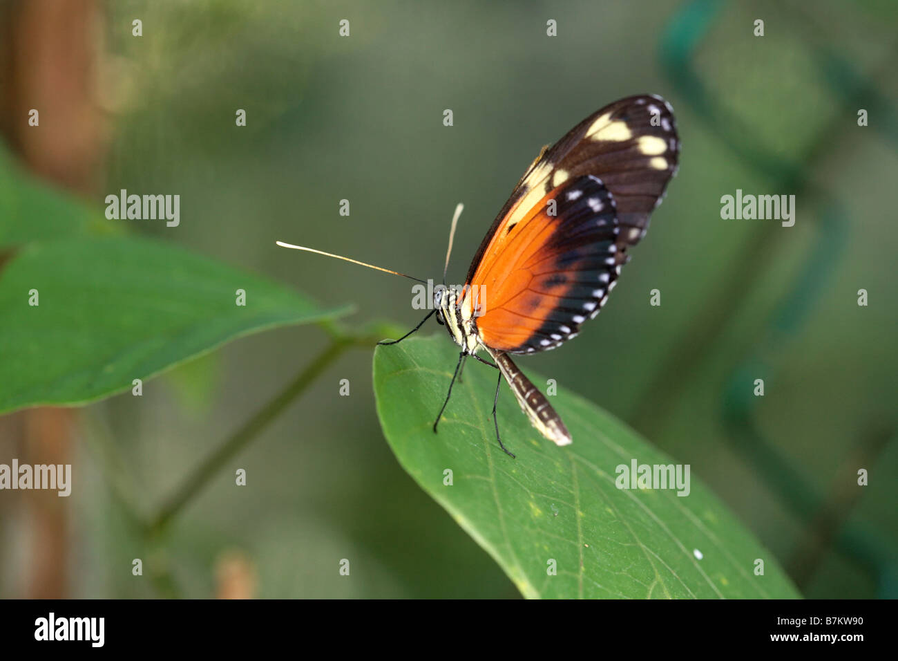 Tropical butterfly seen at Panama's rain forest Stock Photo - Alamy