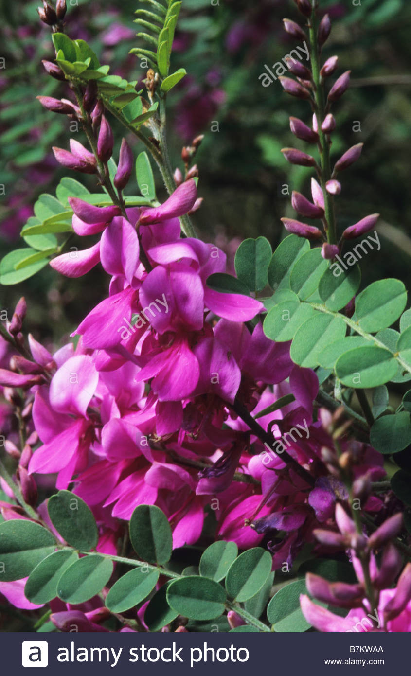 Indigofera Stock Photos & Indigofera Stock Images - Alamy