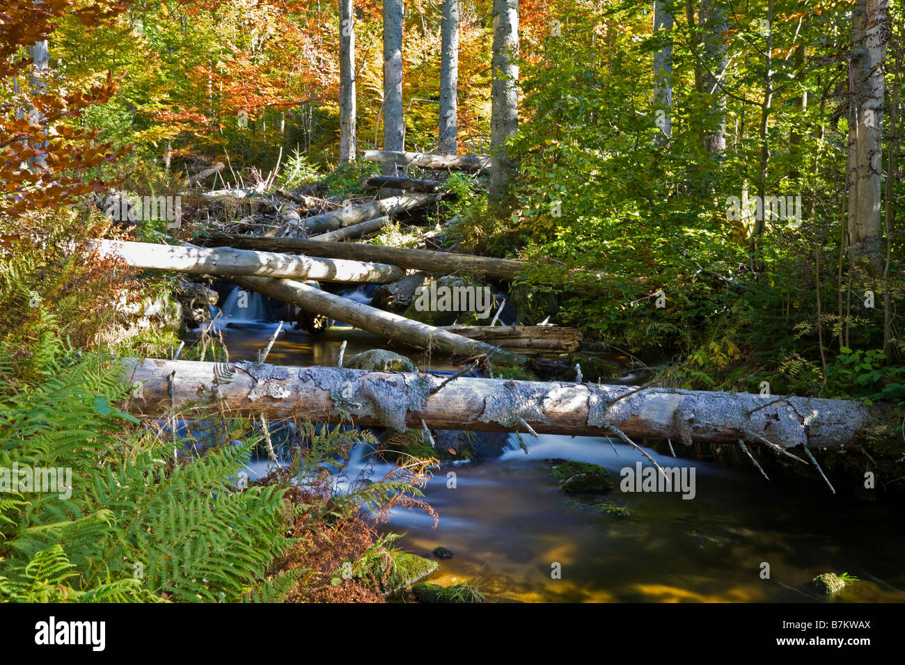 Germany, Bavarian Forest, Brook, fallen trees Stock Photo - Alamy