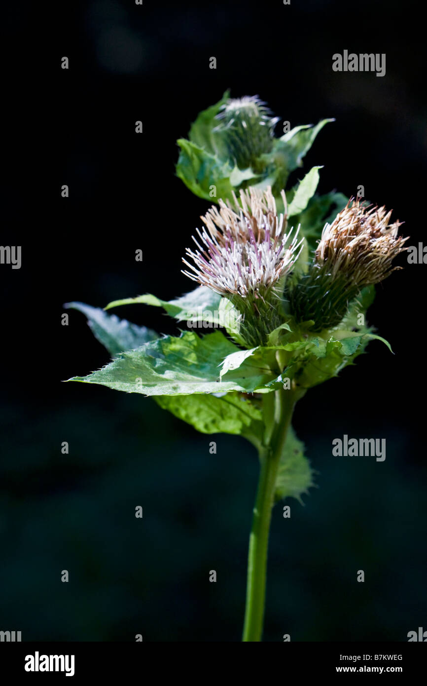 Germany, Bavarian Forest, Cabbage thistle (Cirsium oleraceum), close-up ...