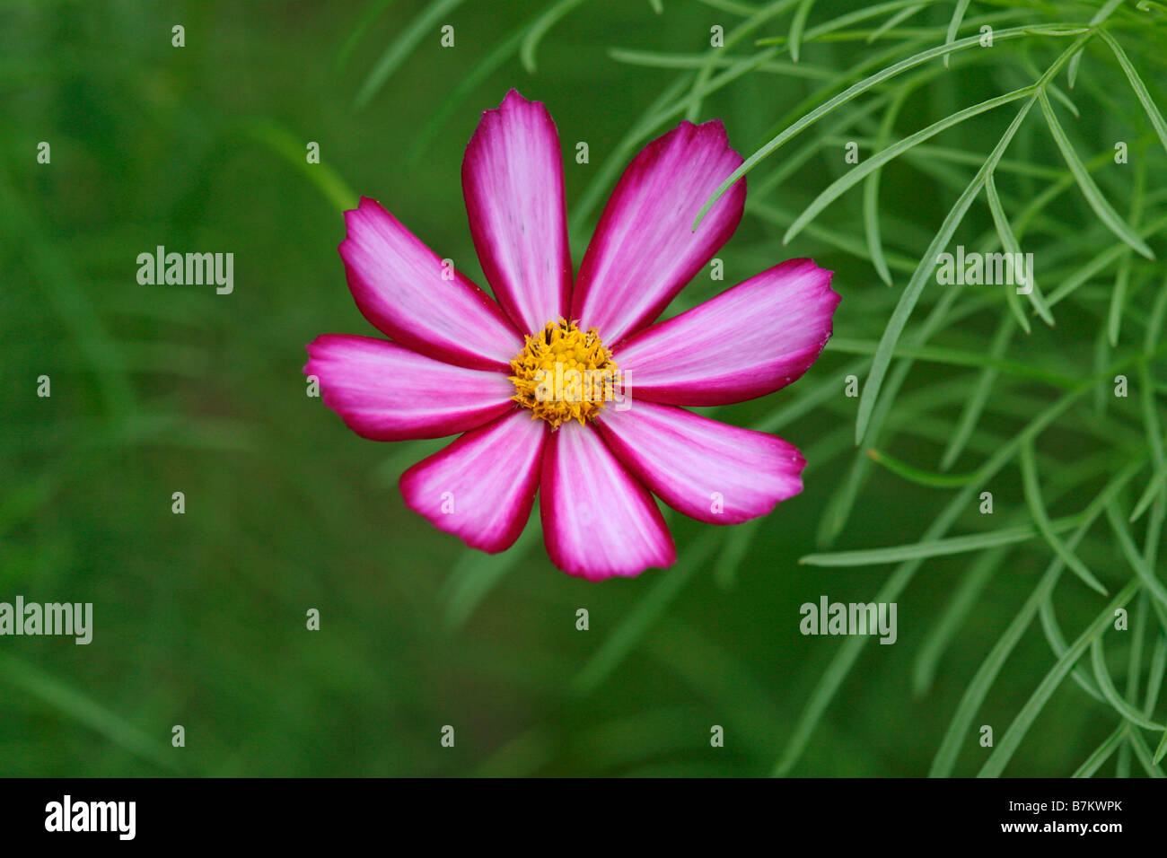 Cosmos bipinnaus picotee hi-res stock photography and images - Alamy