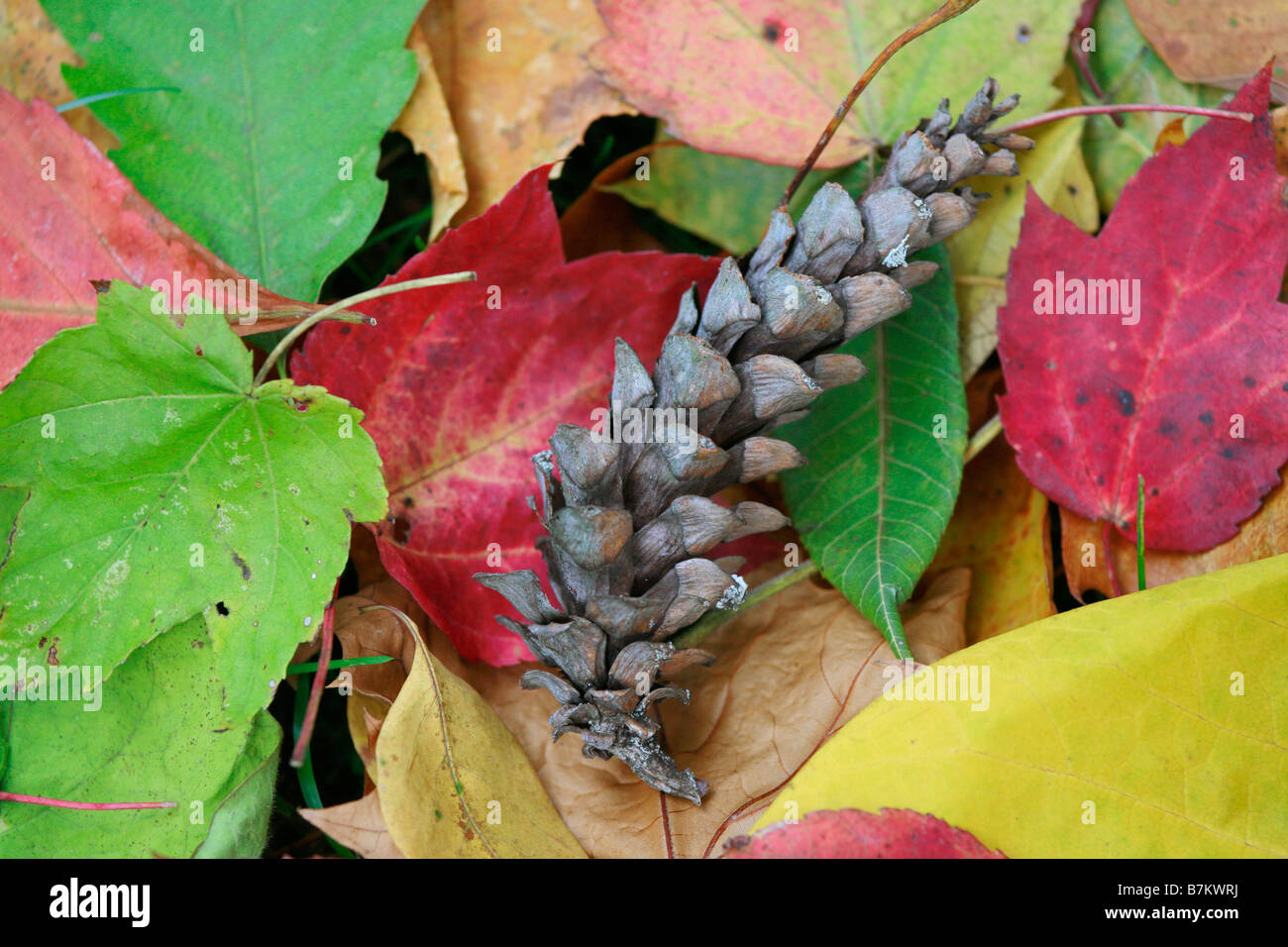 Pine Cone Fall Foilage Stock Photo - Alamy