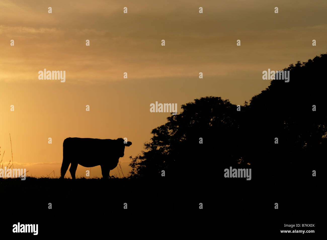 Cow silhouette at sunset Stock Photo - Alamy