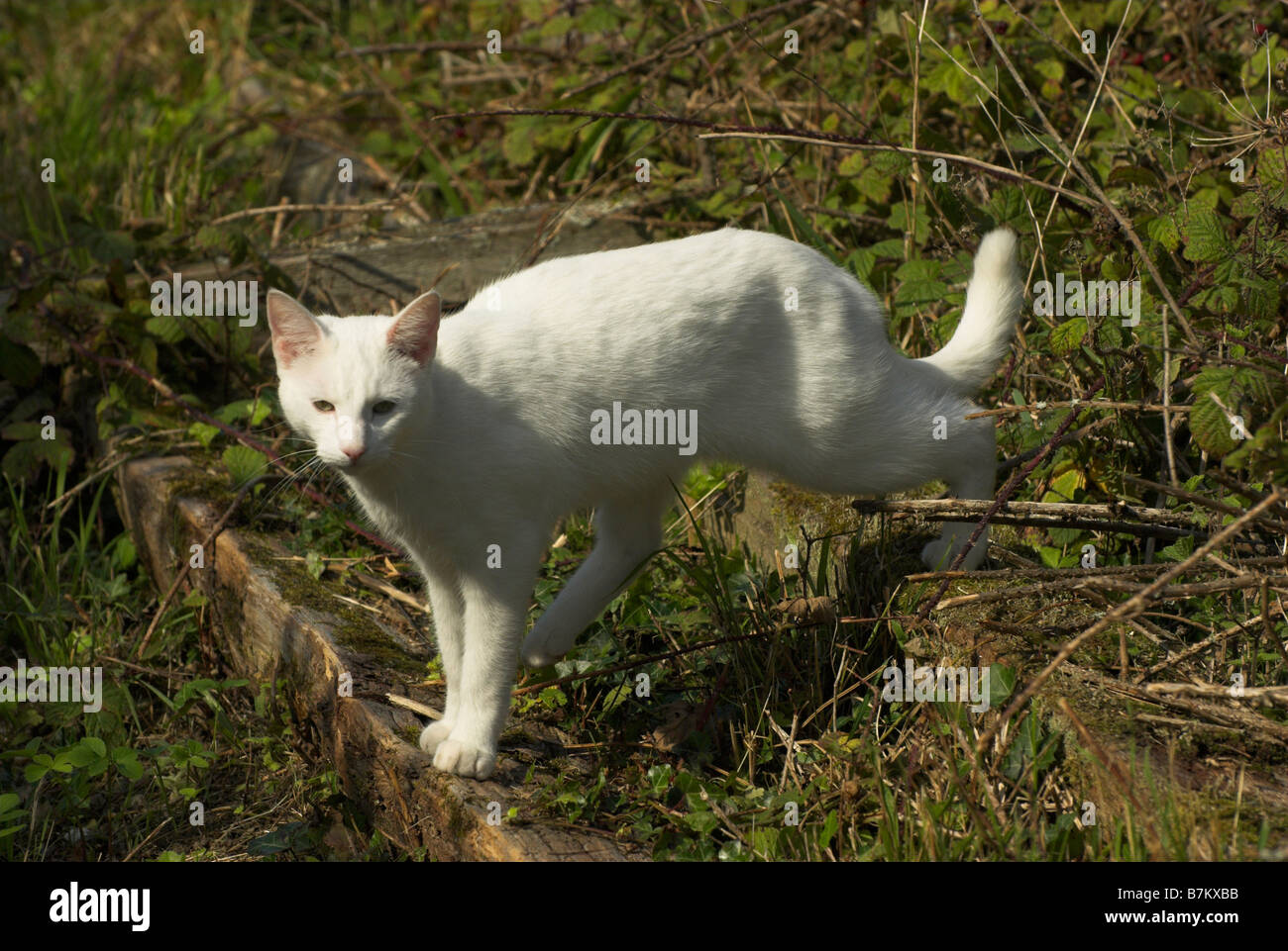 A pure white cat on the prowl Stock Photo - Alamy