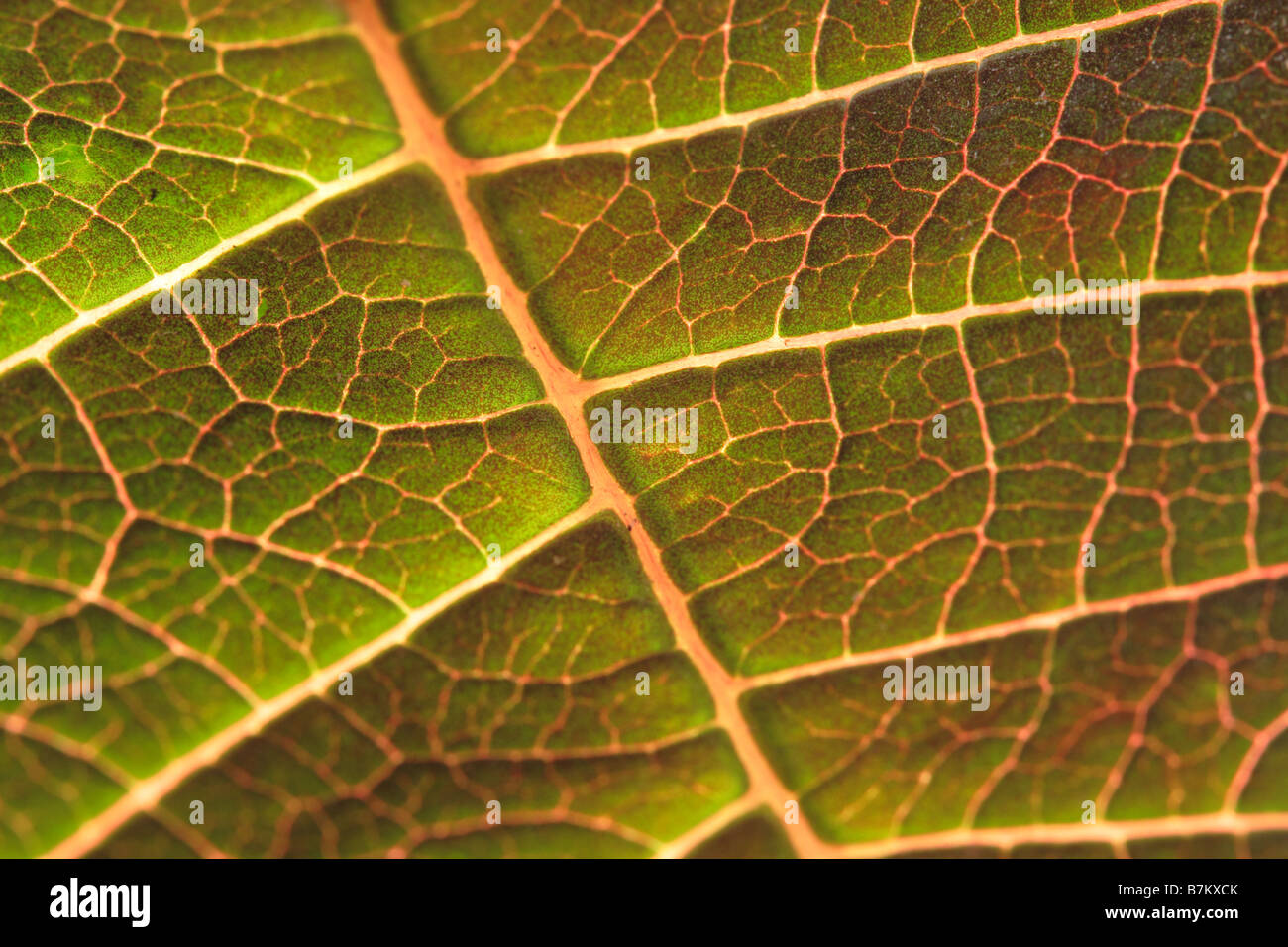underside of a leaf Stock Photo - Alamy