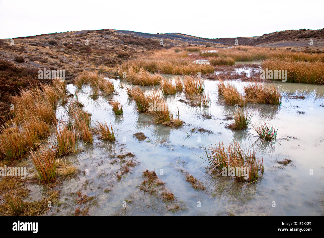 Pond forming on polluted ground on old coal tip being reclaimed by ...
