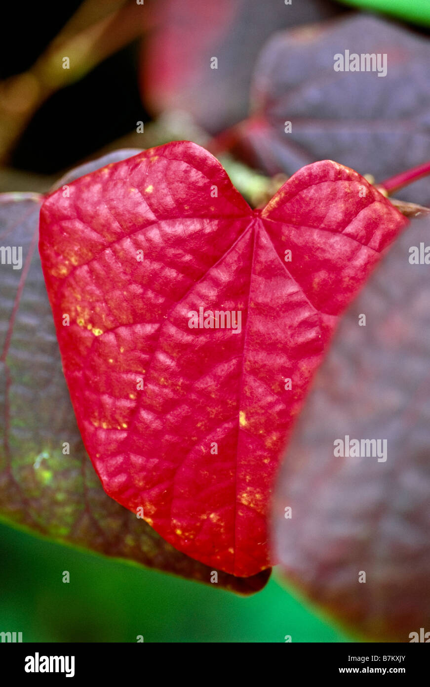 Heart-shaped leaf of Disanthus cercidifolius (Redbud Hazel or Japanese ...