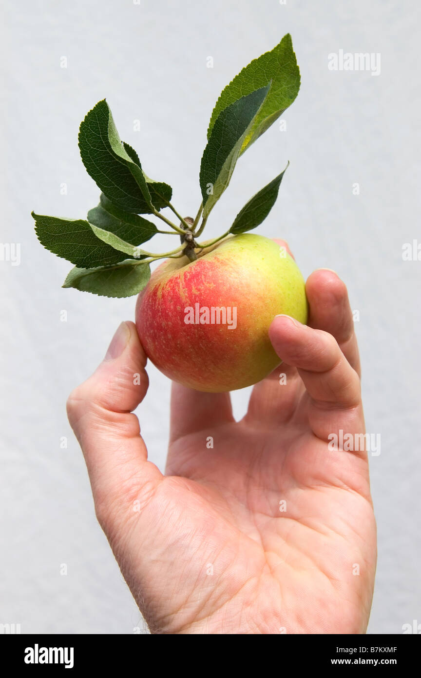 Hand holding apple Stock Photo - Alamy