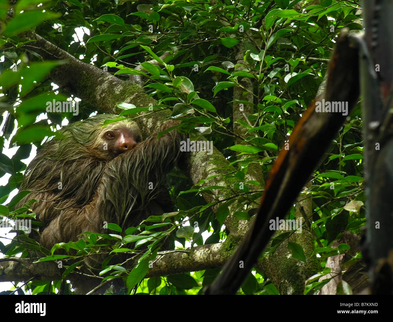 A three-toed sloth (Bradypus tridactylus) clings to a branch of a tree ...
