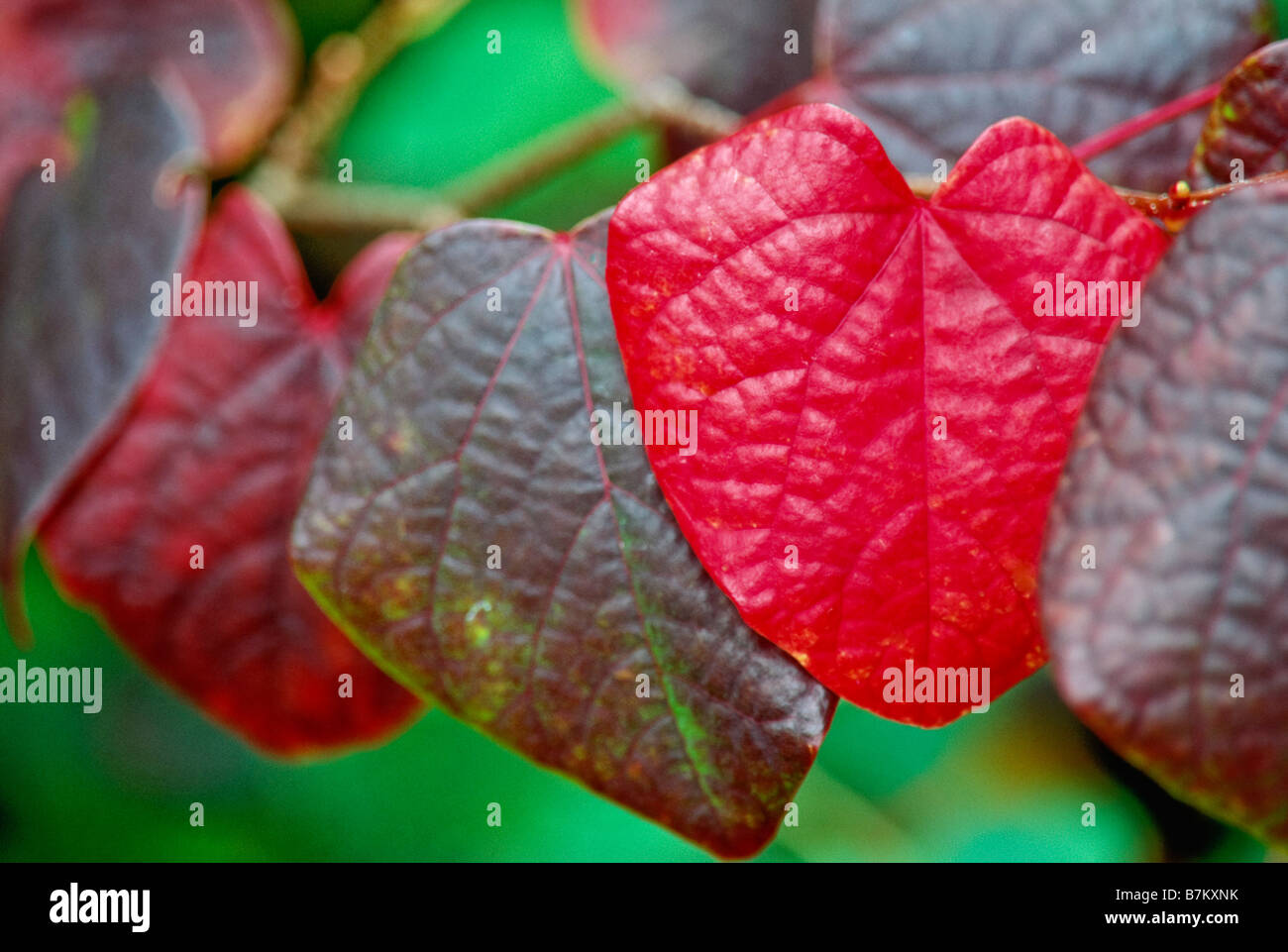 Disanthus cercidifolius leaves hi-res stock photography and images - Alamy