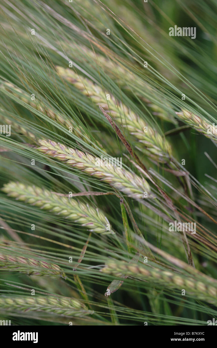 raw unripe wheat Stock Photo - Alamy