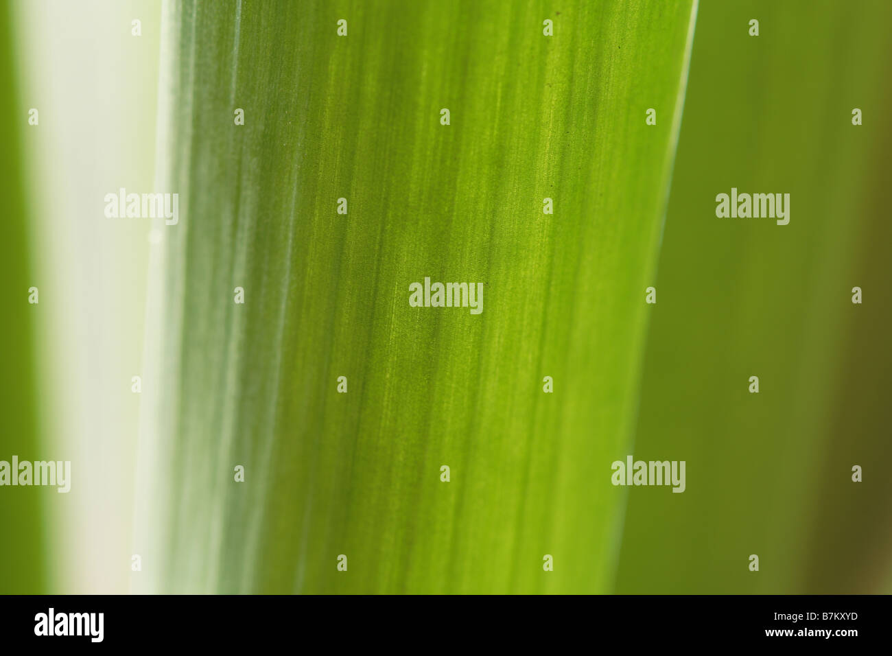 leaf or branch Stock Photo - Alamy
