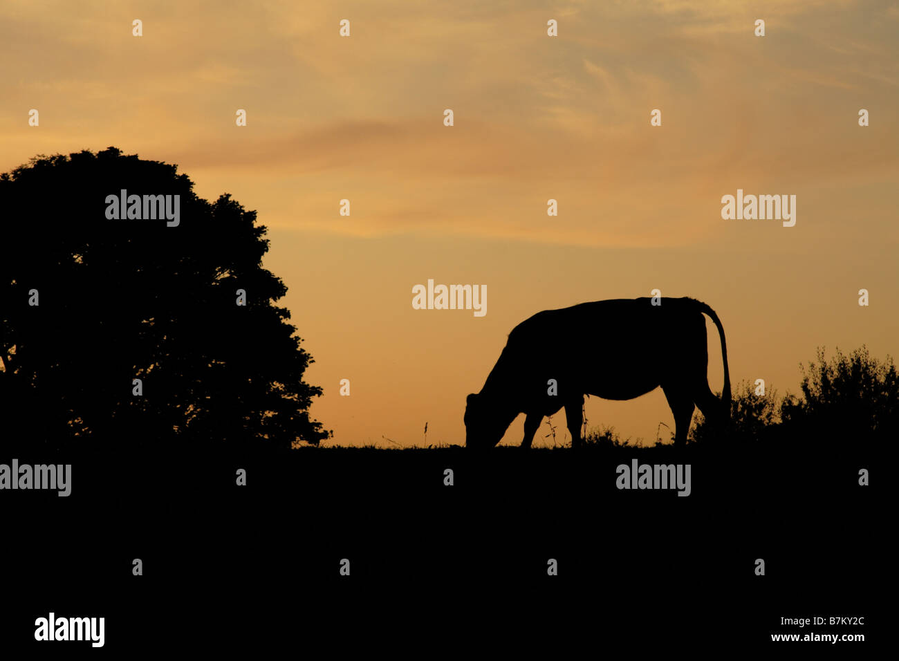 Cow silhouette hi-res stock photography and images - Alamy